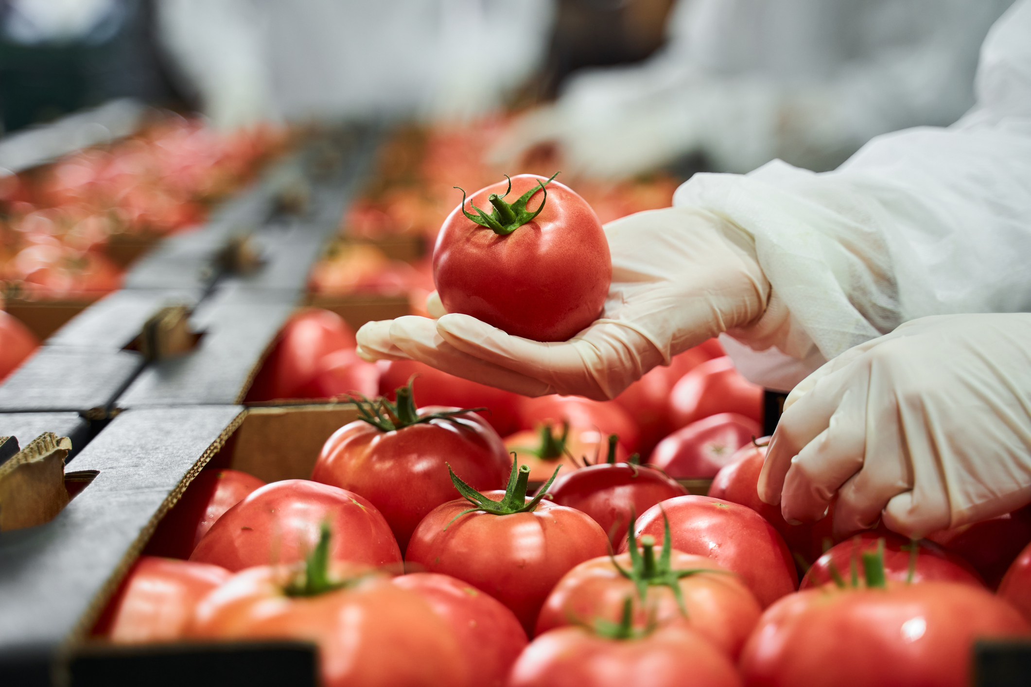 Ensuring Food & Beverage Quality: Industry Standards and Insights